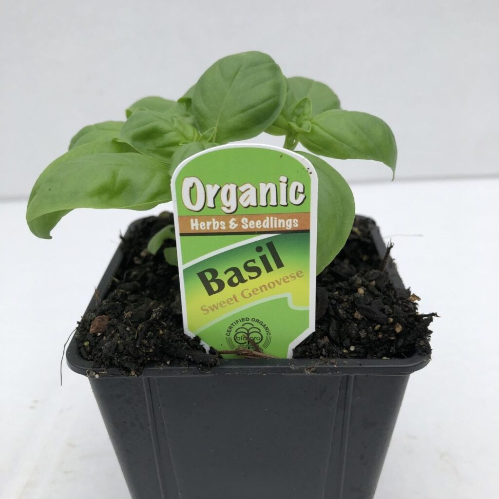 Shop - Organic Seedlings