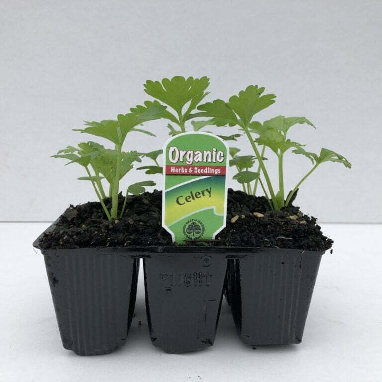 Organic Celery | Organic Herbs & Seedlings