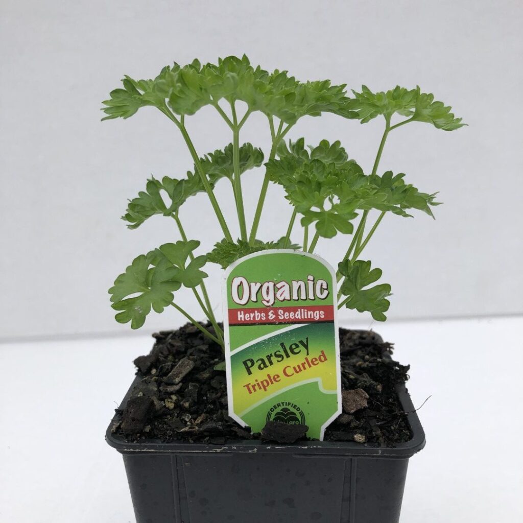 Herbs Archives - Organic Seedlings