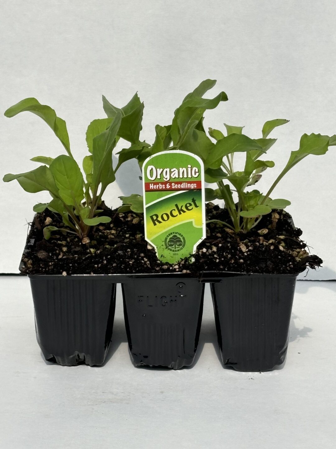 Rocket | Organic Herbs & Seedlings